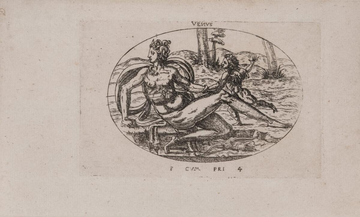 Venus | Hammer Collections