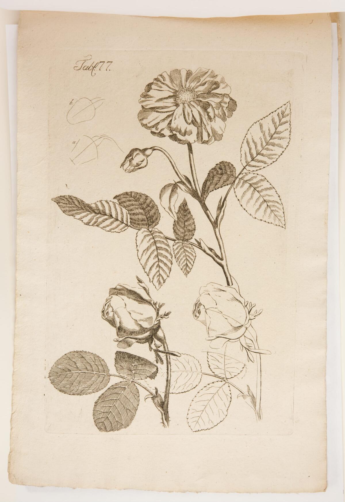 Untitled (Drawing book) | Hammer Collections