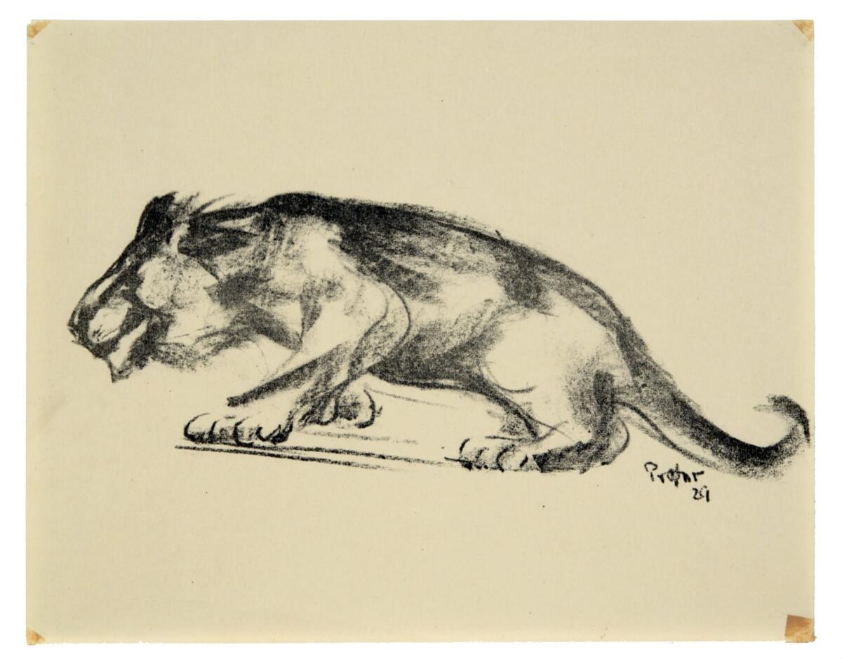 Untitled (Lion) | Hammer Collections