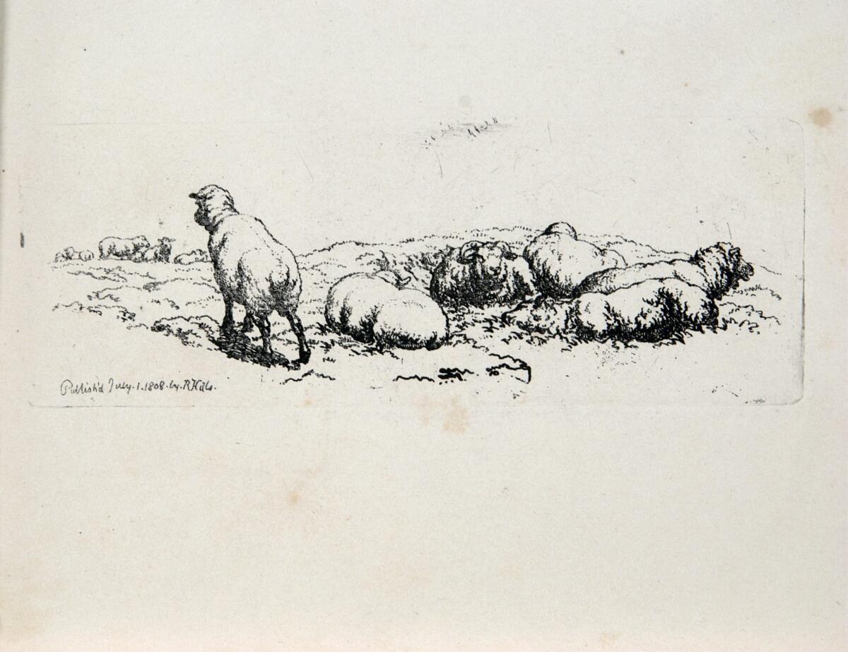 Untitled (Sheep) | Hammer Collections