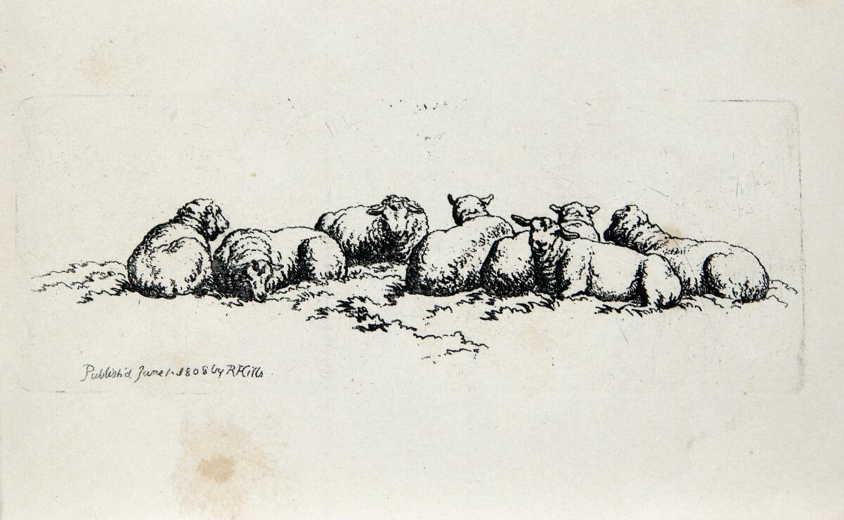 Untitled (Sheep) | Hammer Collections