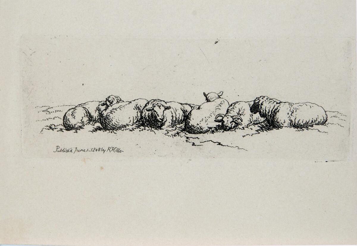 Untitled (Sheep) | Hammer Collections