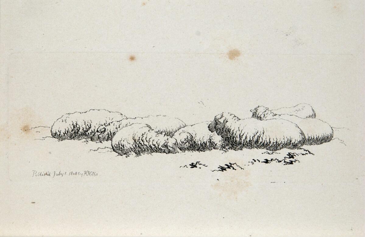 Untitled (Sheep) | Hammer Collections