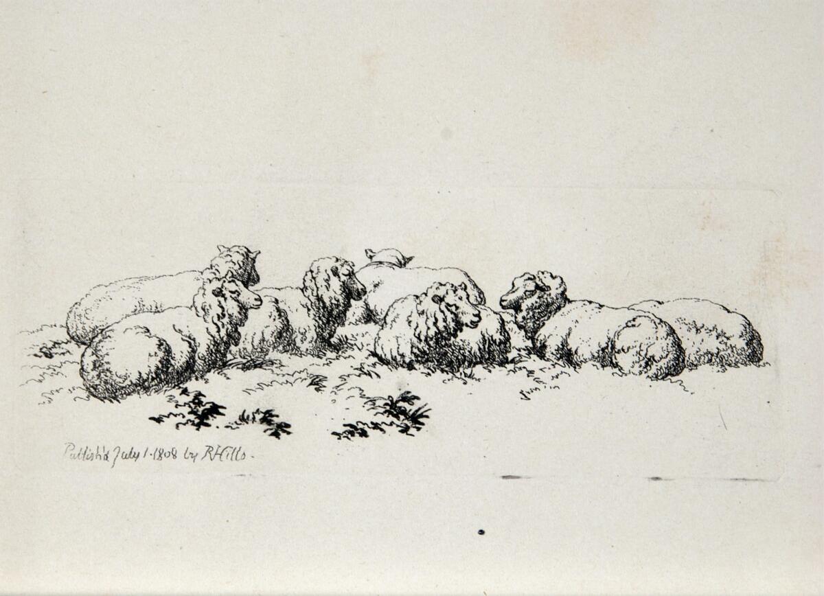 Untitled (Sheep) | Hammer Collections