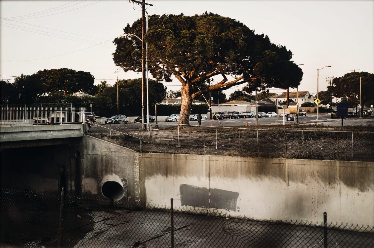 Victory Laps (El Camino College) | Hammer Collections